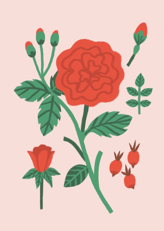 Roses – Nina Cosford Shop